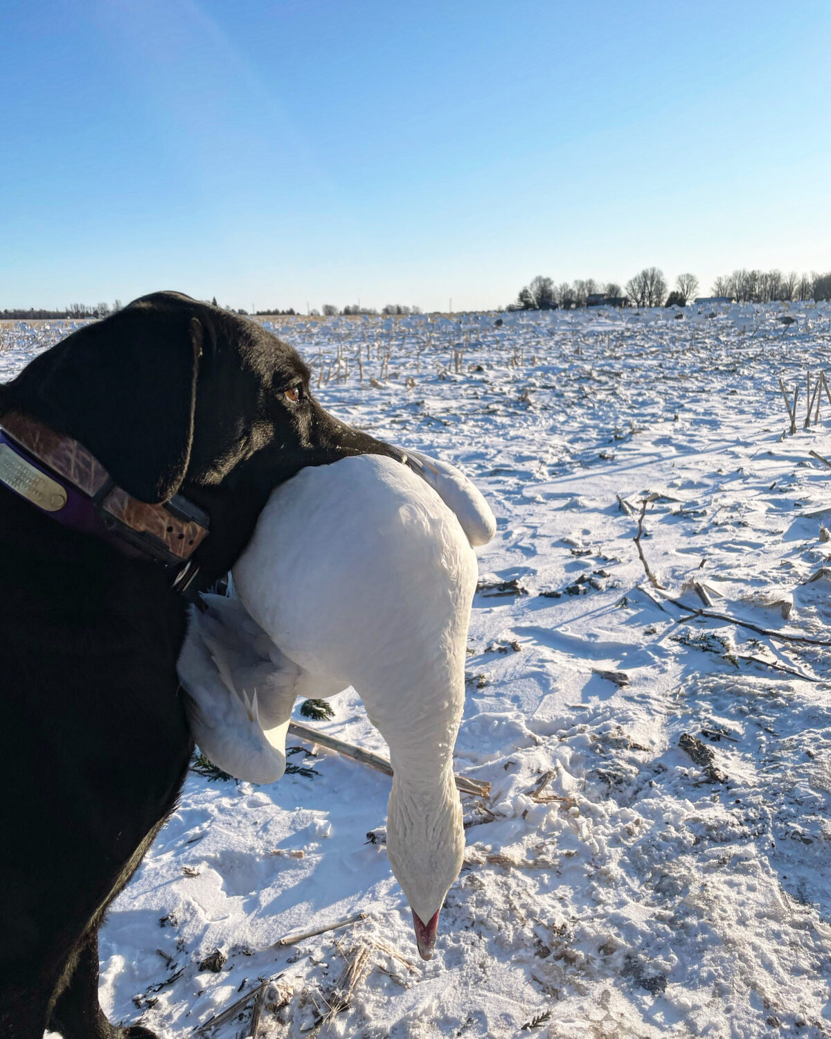 Snow Goose Hunting in New York-Fall & Spring Hunts (October-April ...